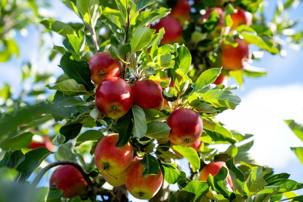 Fruktbart og bærekraftig samarbeid 🍎 - Norsk Eplefest