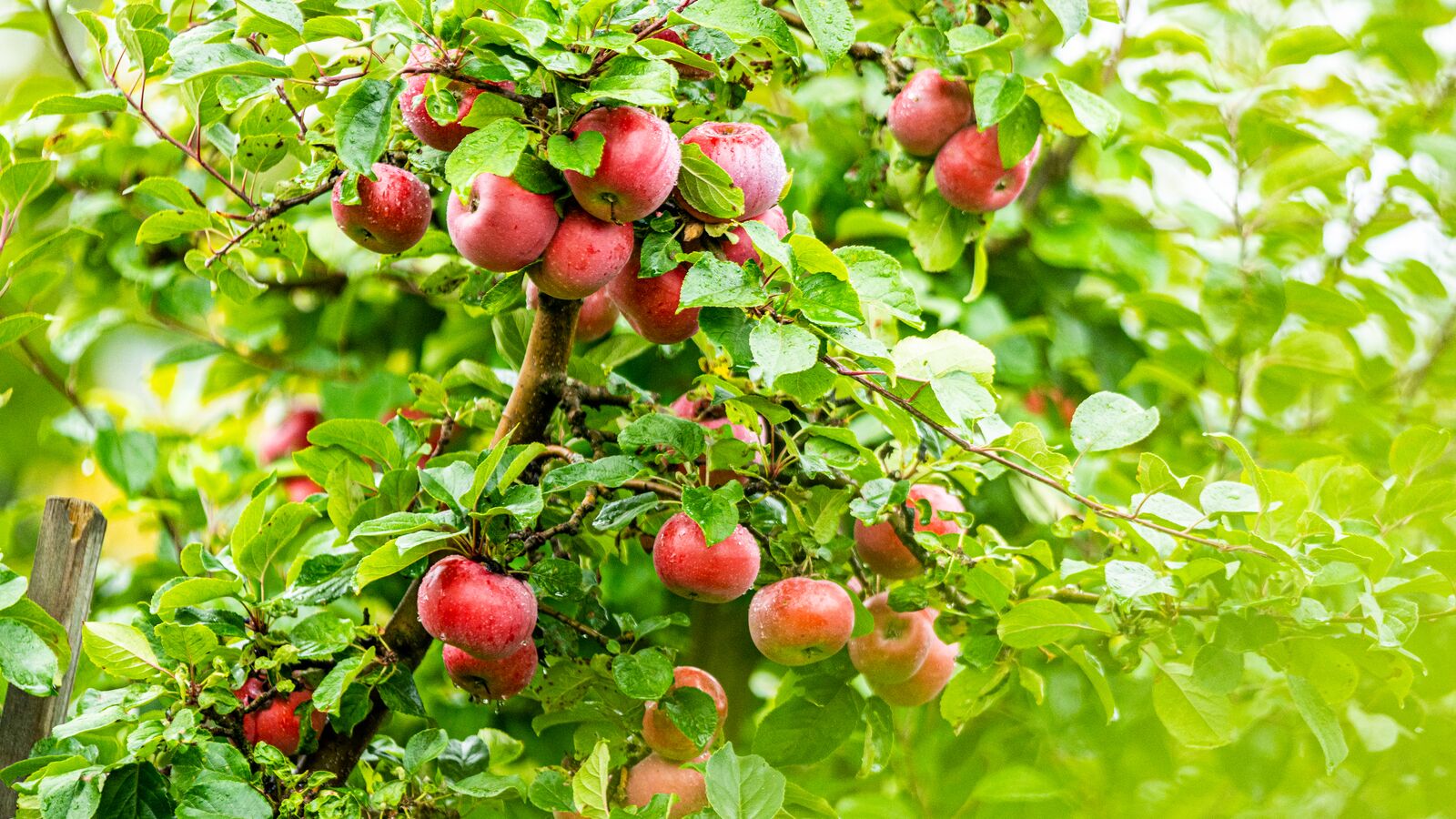 Visit Bø - Fruktbygda.no